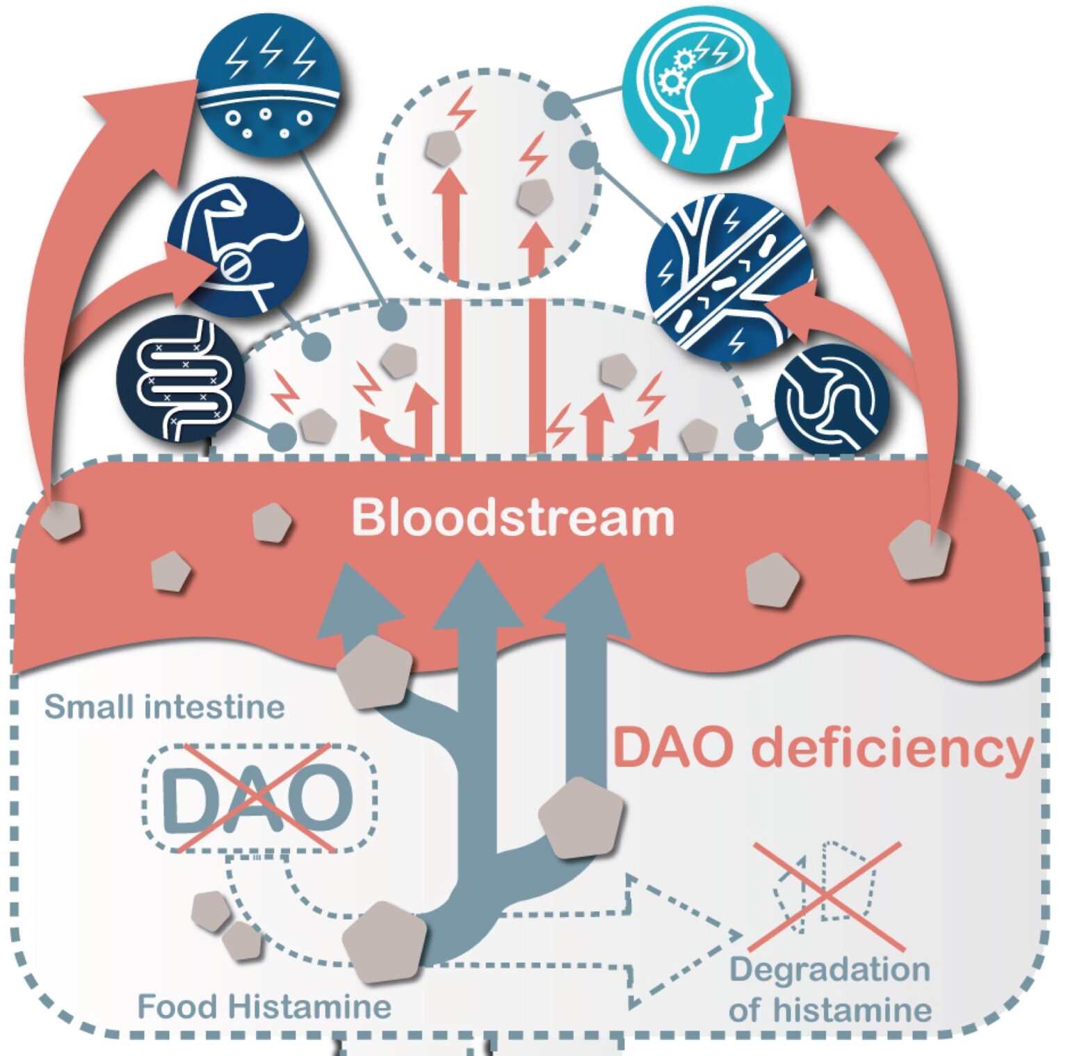 DAOfood® Plus: Dietary management of DAO deficiency – DR Healthcare ...
