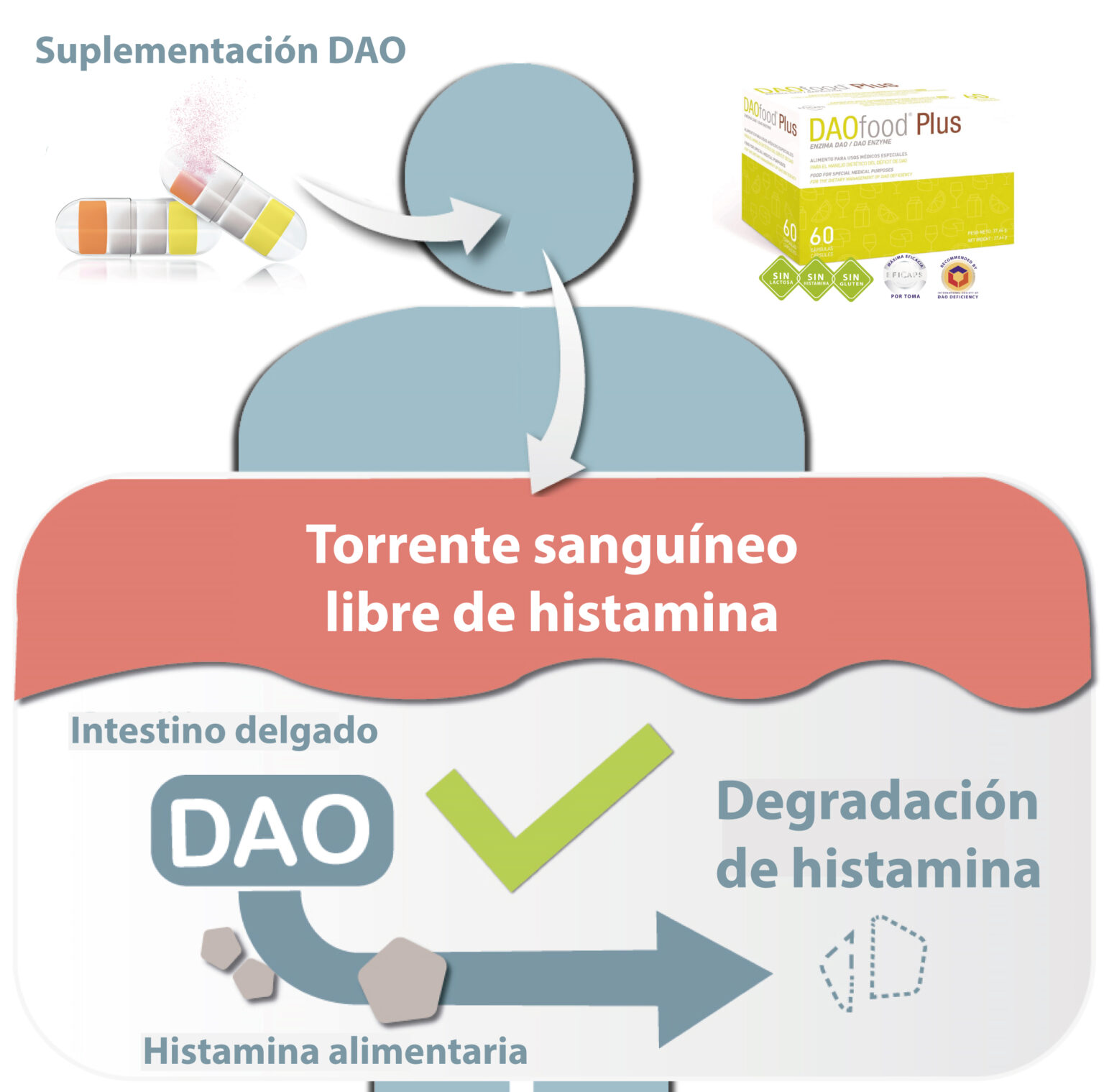DAOfood® Plus: Dietary management of DAO deficiency