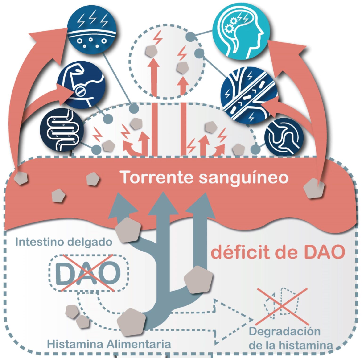 DAOfood®: Dietary management of DAO deficiency / Histamine Intolerance